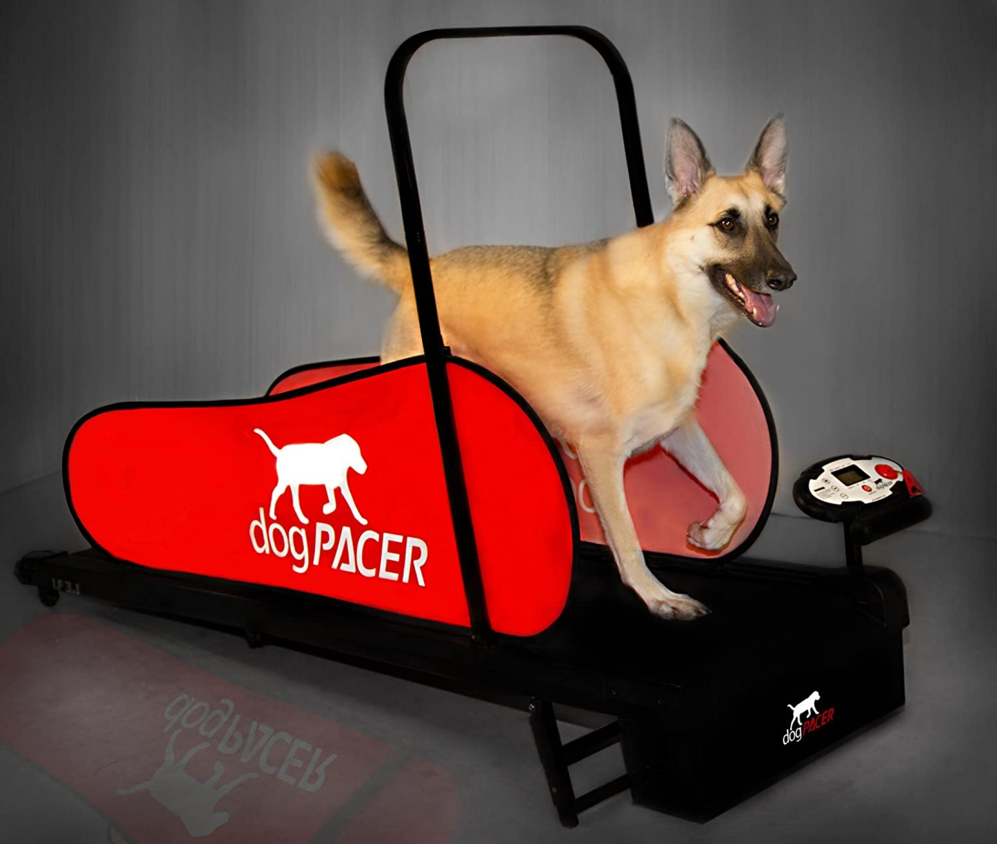 Best Dog Treadmill 2023 Top Treadmills For Dogs Exercise Reviews Best Dog Treadmill 2023 Top Treadmills For Dogs Exercise Reviews