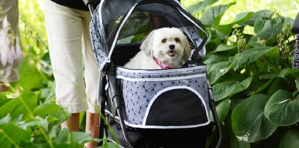 Best Dog Stroller [2023] Top Strollers for Pets [Review]