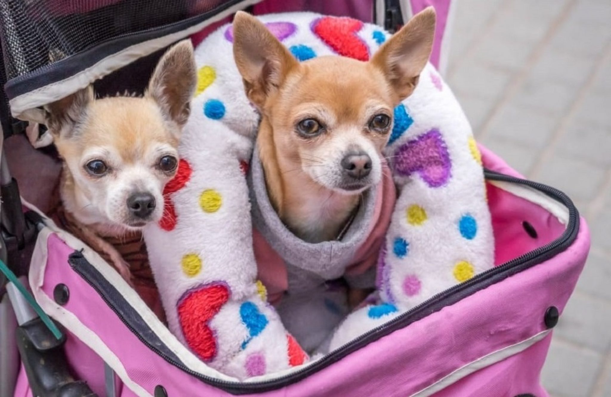 Best Double Dog Stroller [2025] Top Strollers for Two Dogs [Review]