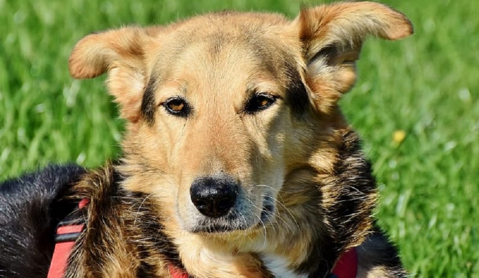 Best Dog Sunscreen [2024] Top Pet Safe Sunblock for Dogs [Review]